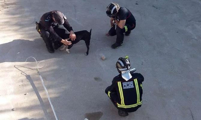 Policía y bomberos rescatan a una perra arrojada a una balsa en Cieza ...
