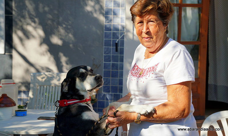 La historia de 'Luna', la perrita perdida durante cuatro años, llega ...